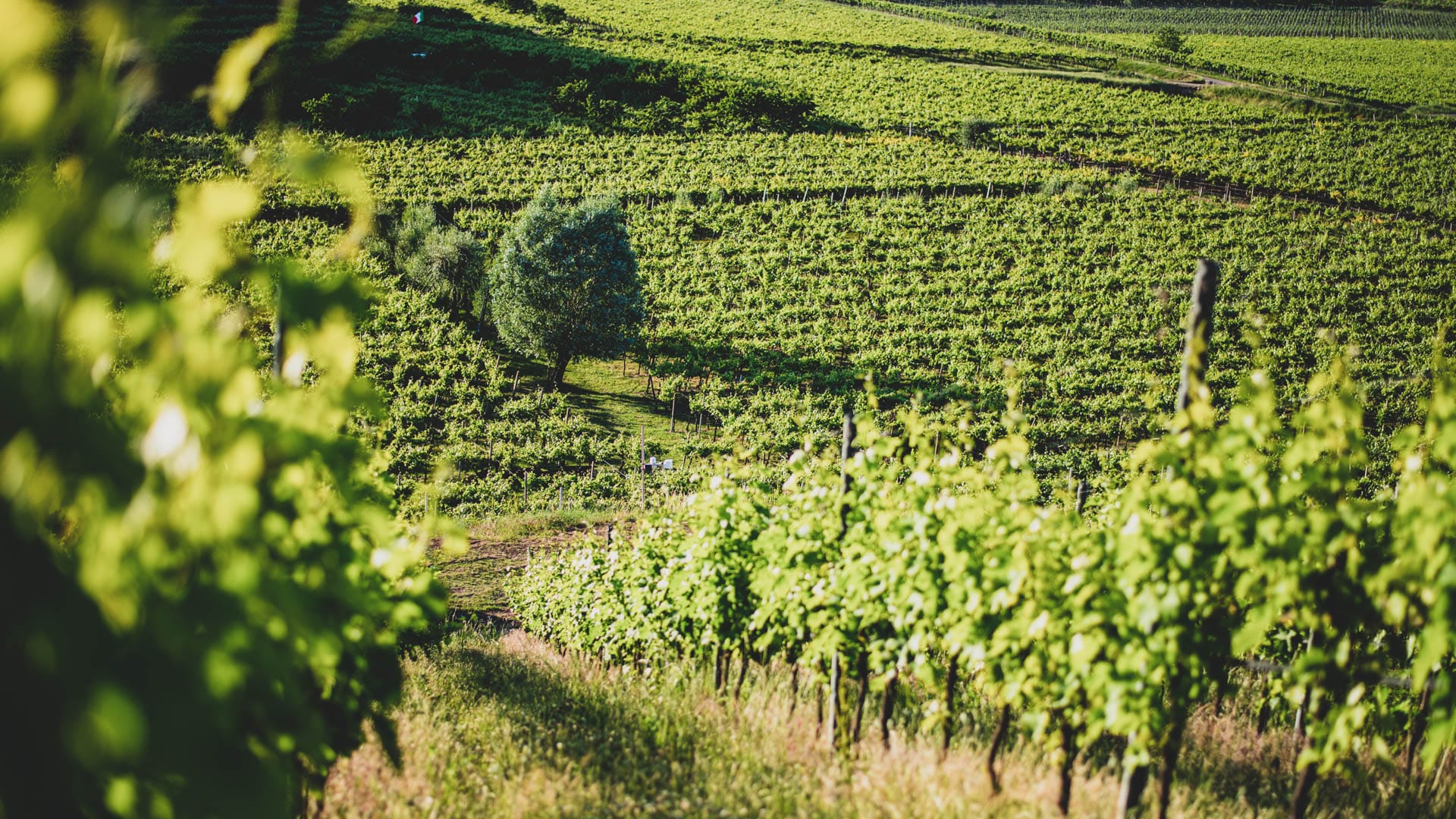 Soave Classico - Ca' Rugate